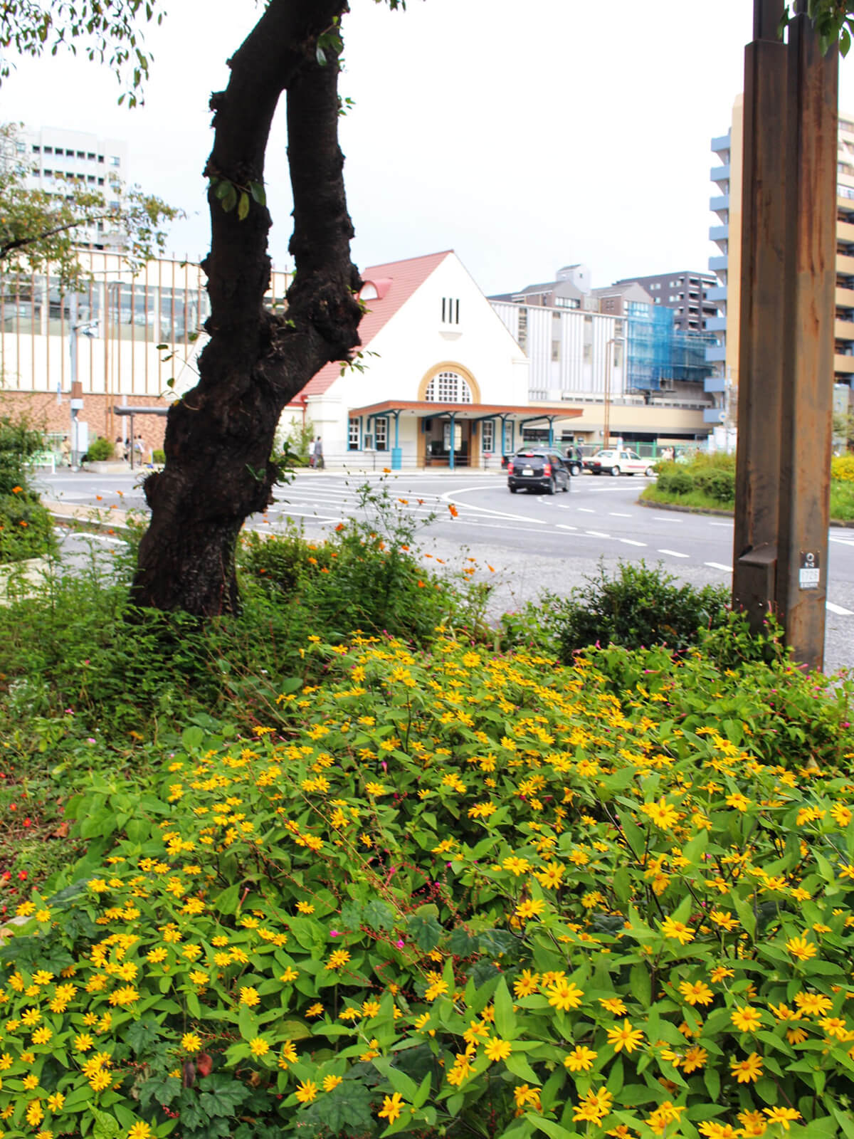 Kunitachi -Town with cherry trees blooming all over the streets | Tokyo ...