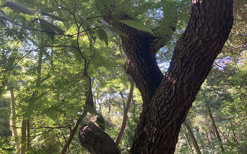 The Institute for Nature Study | Tokyo - Found Japan (English)